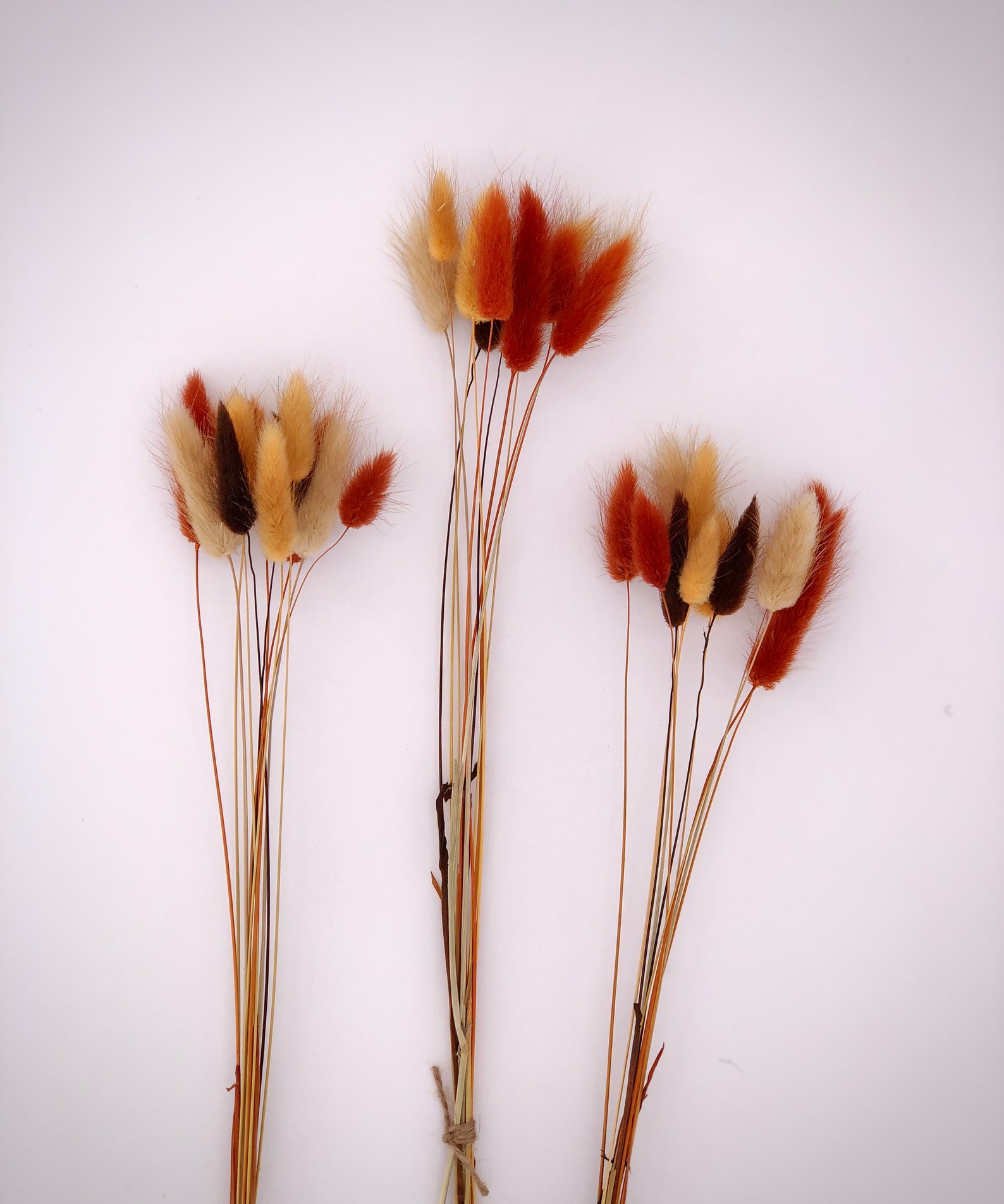 Bunny Tails Colors Mix House Decoration Natural Dried - Etsy