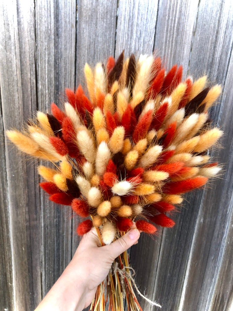 Bunny Tails Colors Mix House Decoration Natural Dried - Etsy