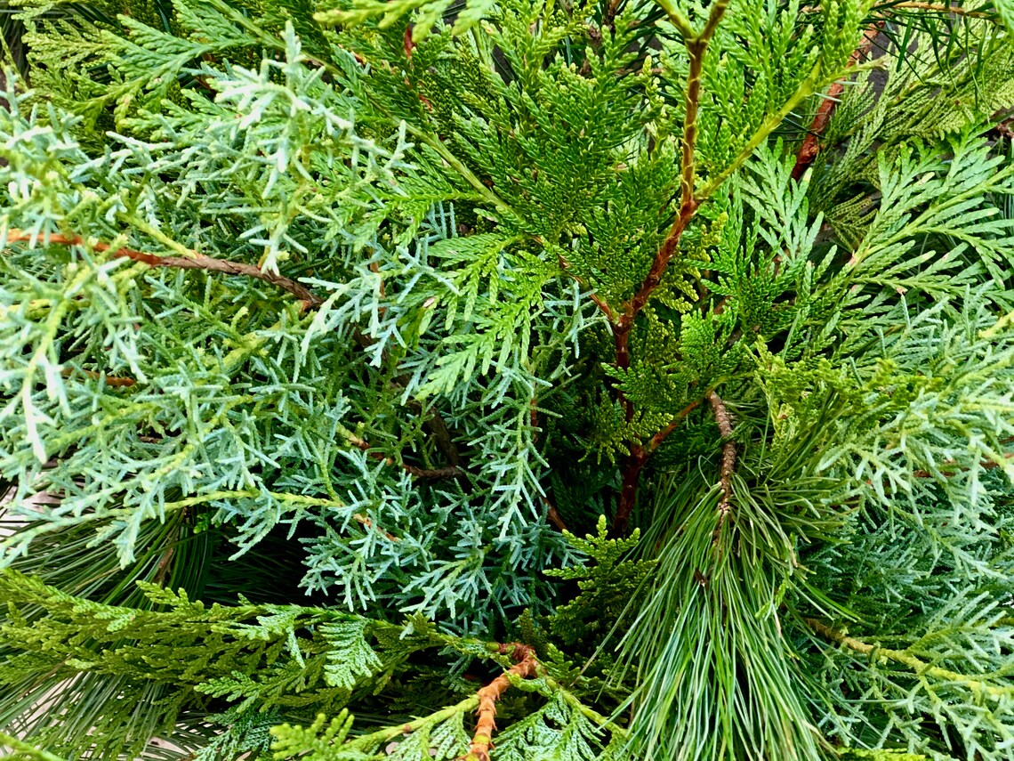 Fresh Mixed Christmas Evergreens Bundles for Holiday Decor - Etsy