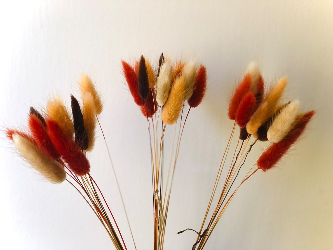 Bunny Tails Colors Mix House Decoration Natural Dried - Etsy