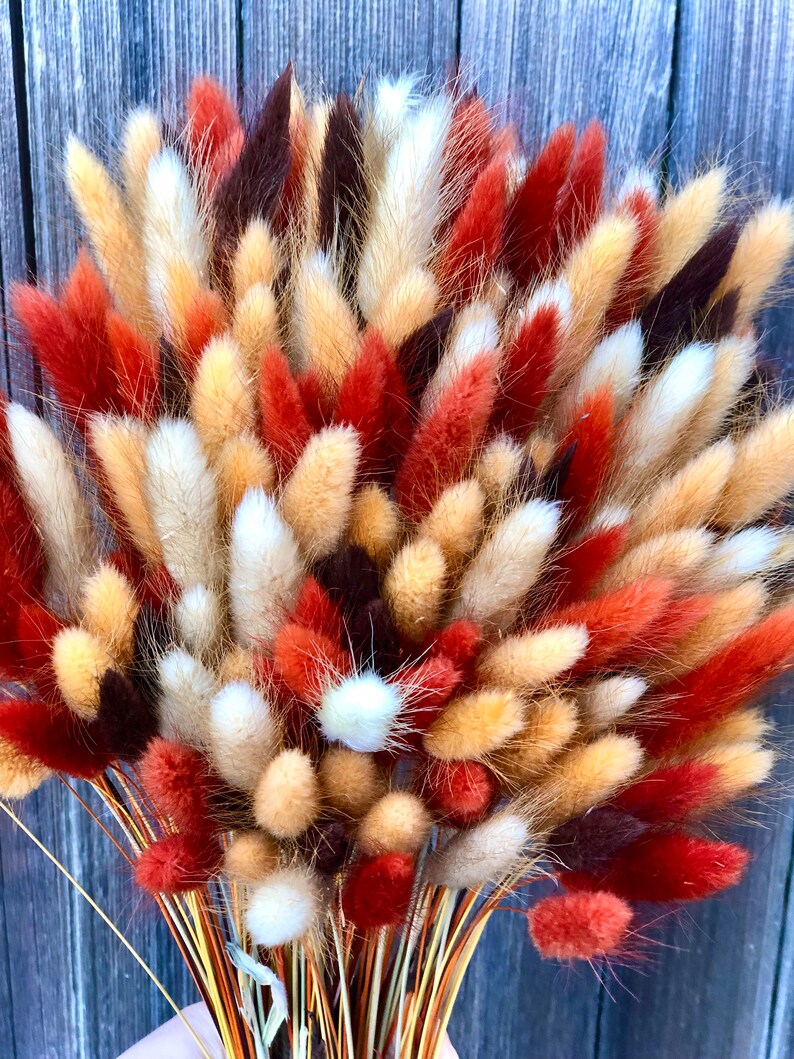 Bunny Tails Colors Mix House Decoration Natural Dried - Etsy
