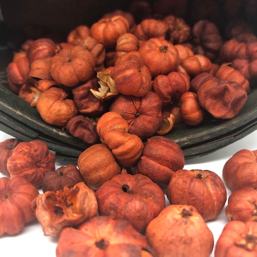 Orange Pumpkin Pods Putka Pods - Etsy
