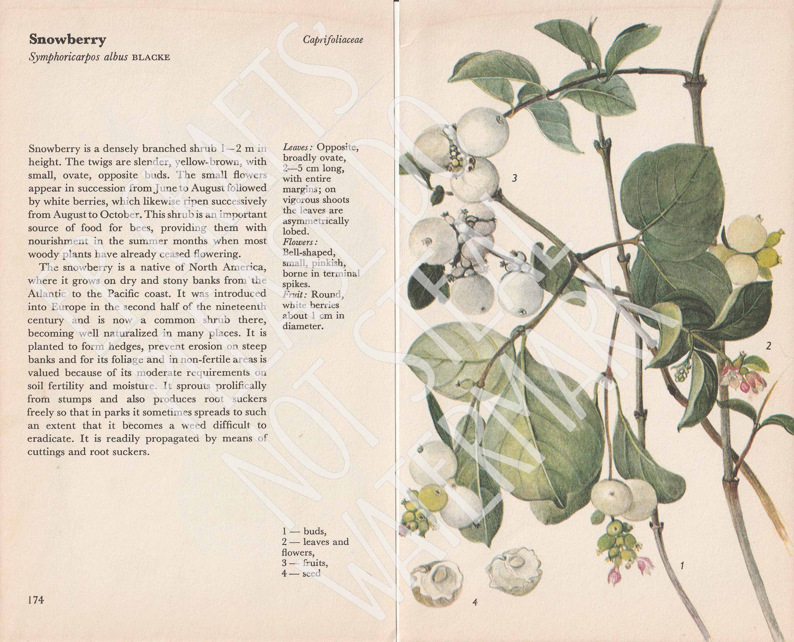 A Colour Guide to Flowering Shrubs Vintage Pages, Set 6C - Etsy