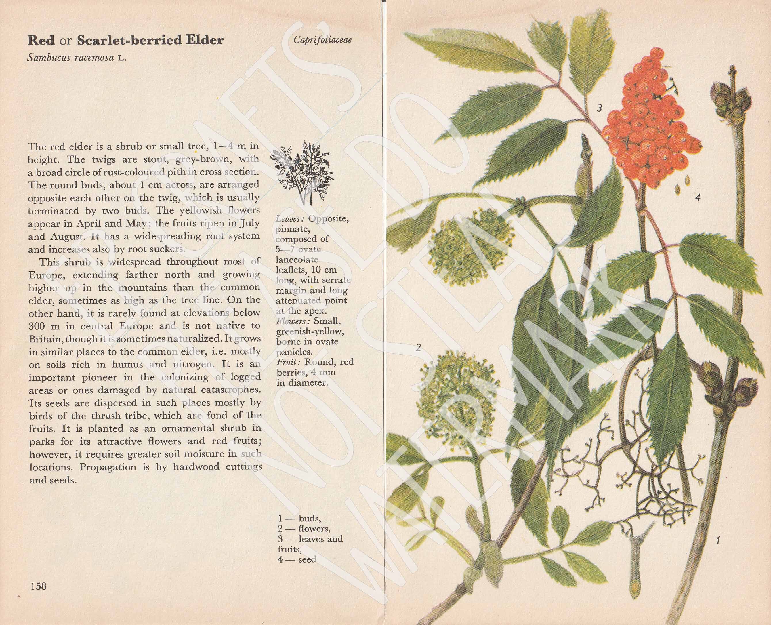 A Colour Guide to Flowering Shrubs Vintage Pages, Set 6A - Etsy
