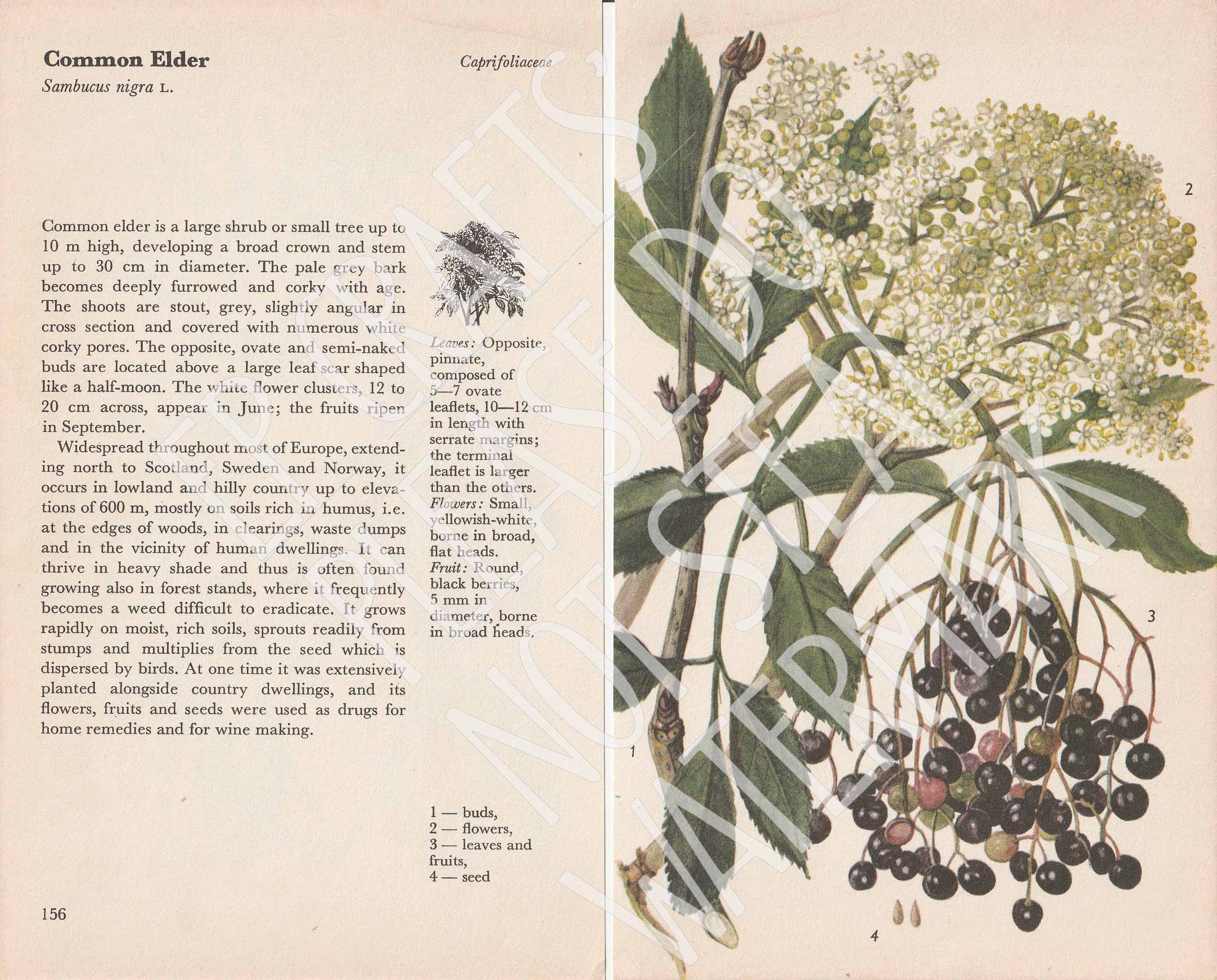 A Colour Guide to Flowering Shrubs Vintage Pages, Set 6A - Etsy