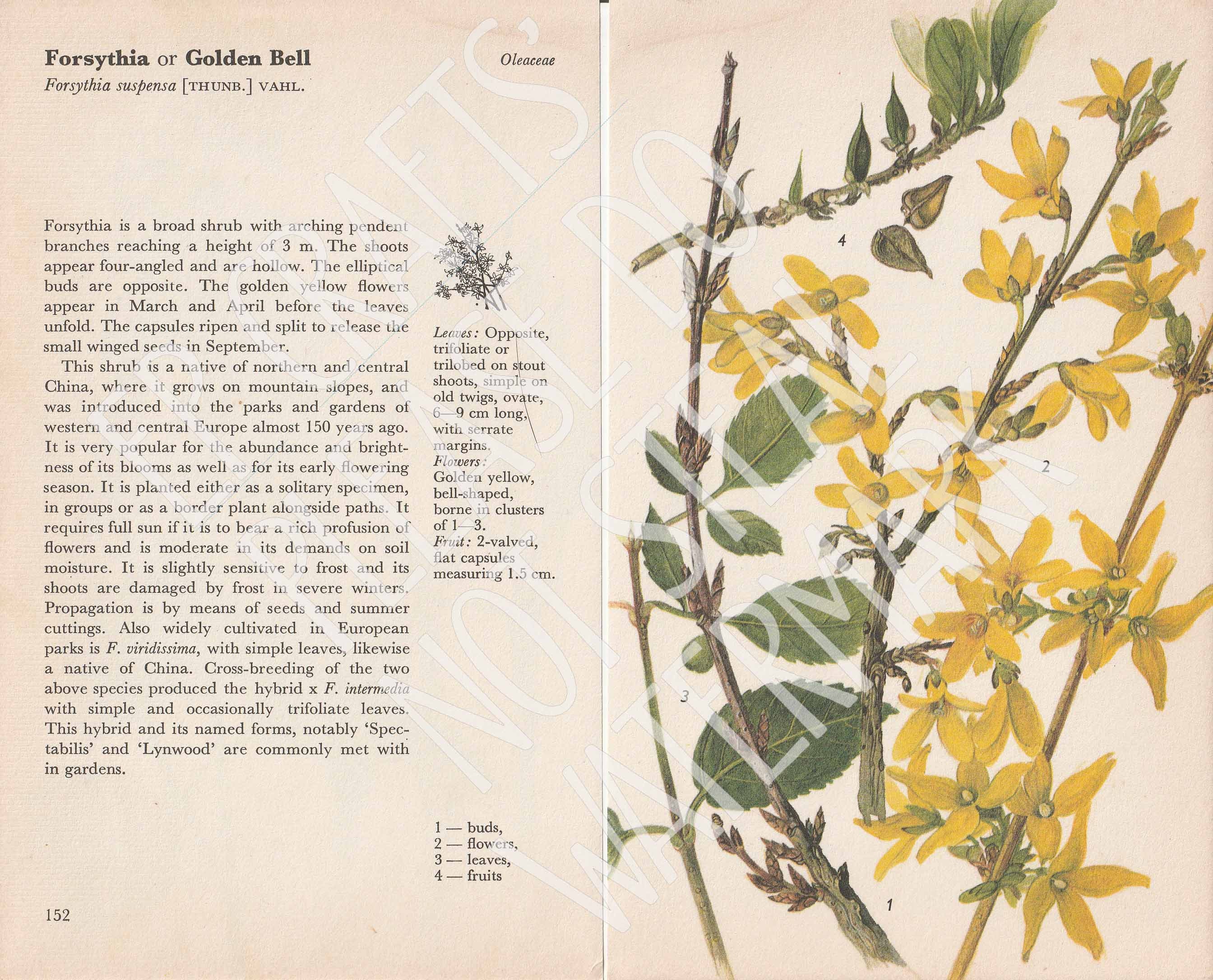 A Colour Guide to Flowering Shrubs Vintage Pages, Set 6A - Etsy