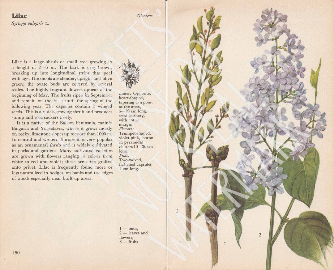A Colour Guide to Flowering Shrubs Vintage Pages, Set 6A - Etsy