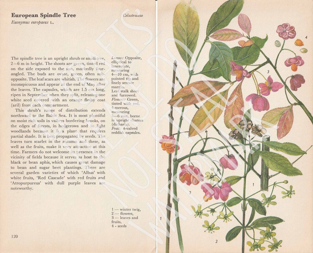 A Colour Guide to Flowering Shrubs Vintage Pages, Set 4B - Etsy