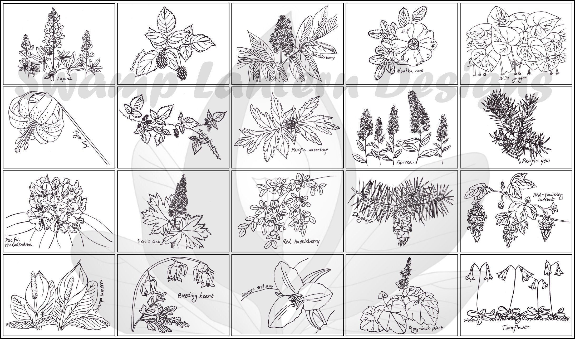Pacific Northwest Plants Coloring Book Instant Download 20 - Etsy España