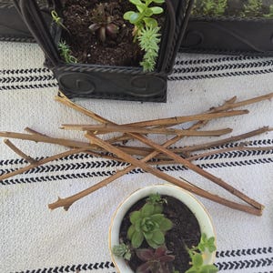 Blackberry Bramble Bits – Leaves, Thorns & Sticks for All Your Witchy ...