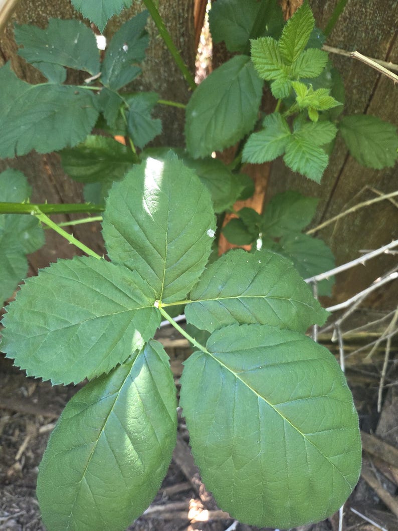 Blackberry Bramble Bits – Leaves, Thorns & Sticks for All Your Witchy ...