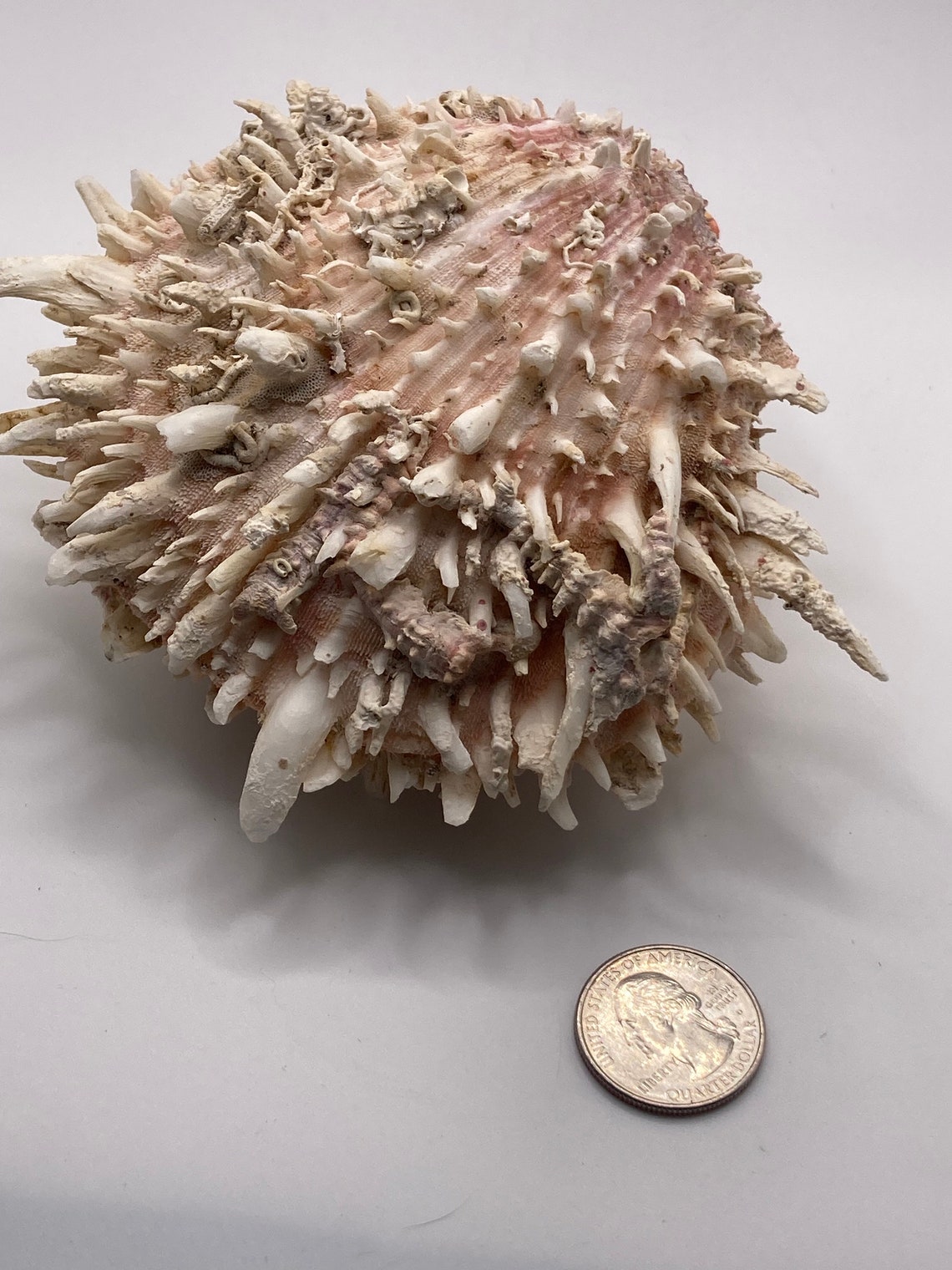 Spiny Oyster Shells, White Oyster, Spiny Red Oyster - Etsy