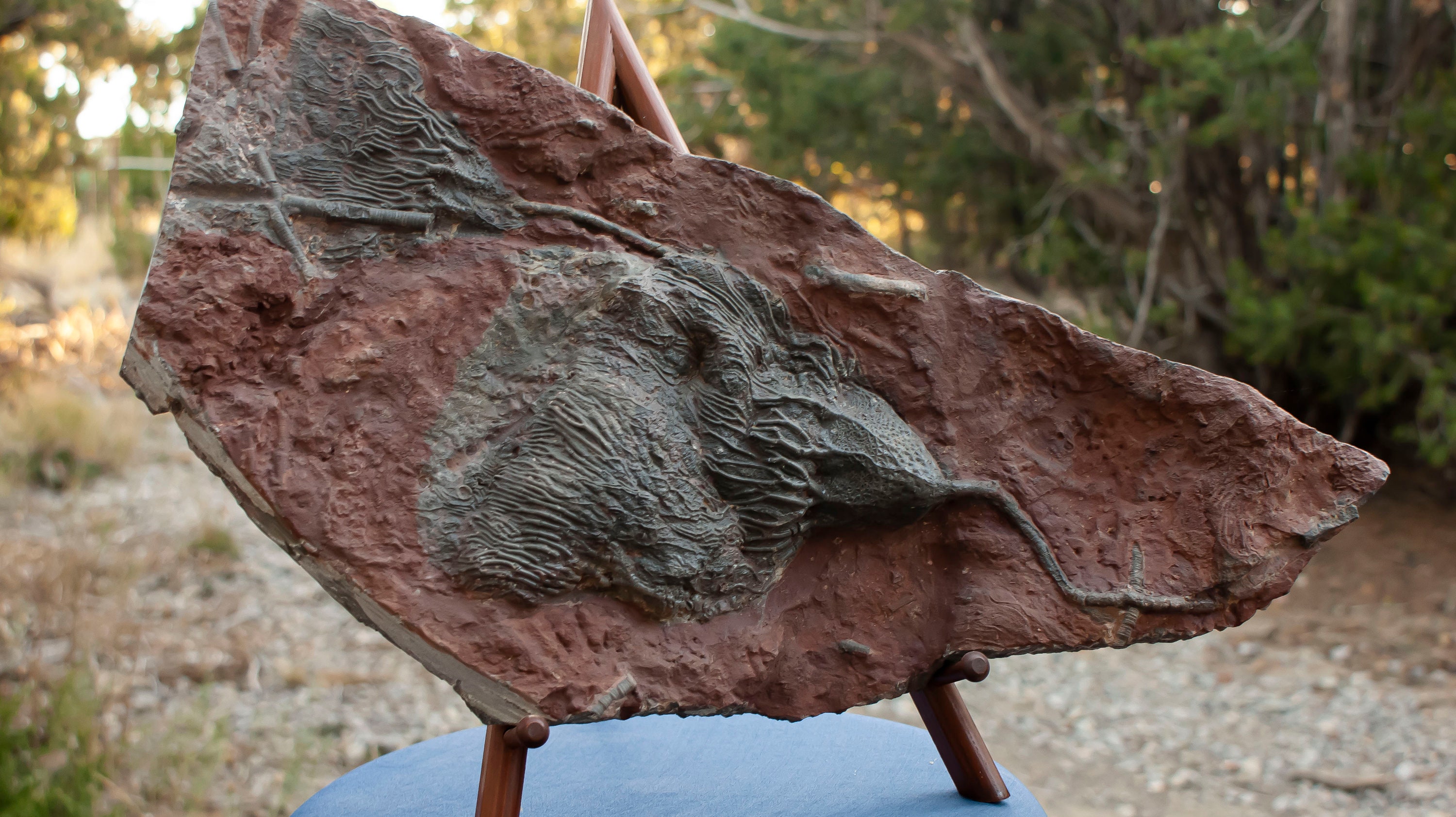 Crinoid Fossil Rock Water Lilly Crinoid Scyphocrinites Mineral Rare ...