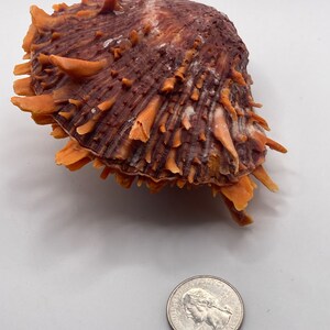 Spiny Oyster Shells White Oyster Spiny Red Oyster Sea Creature Office ...