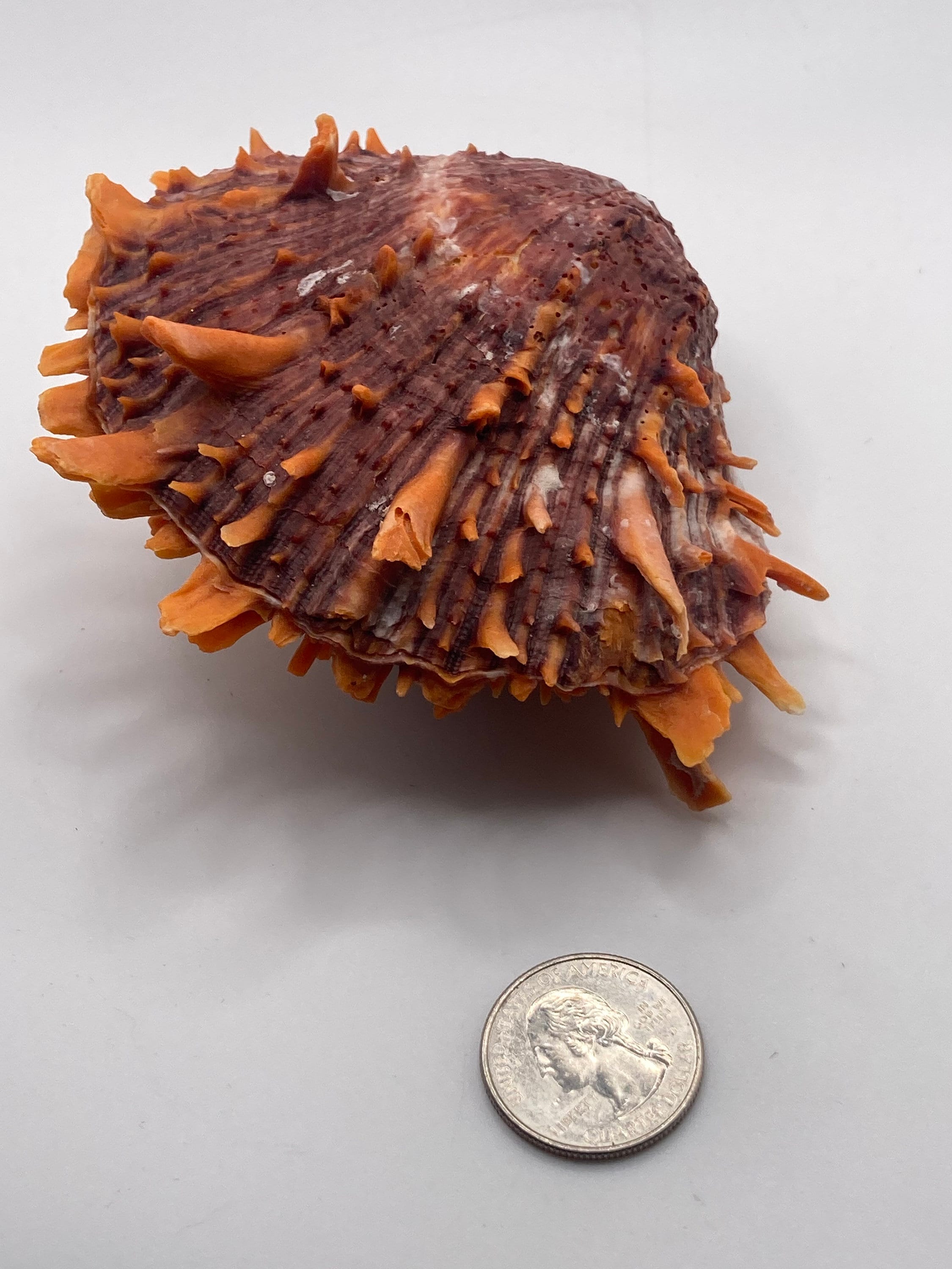 Spiny Oyster Shells White Oyster Spiny Red Oyster Sea Creature Office ...