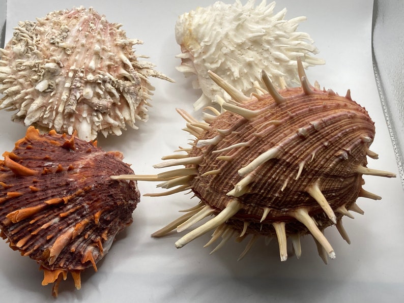 Spiny Oyster Shells White Oyster Spiny Red Oyster Sea Creature Office ...