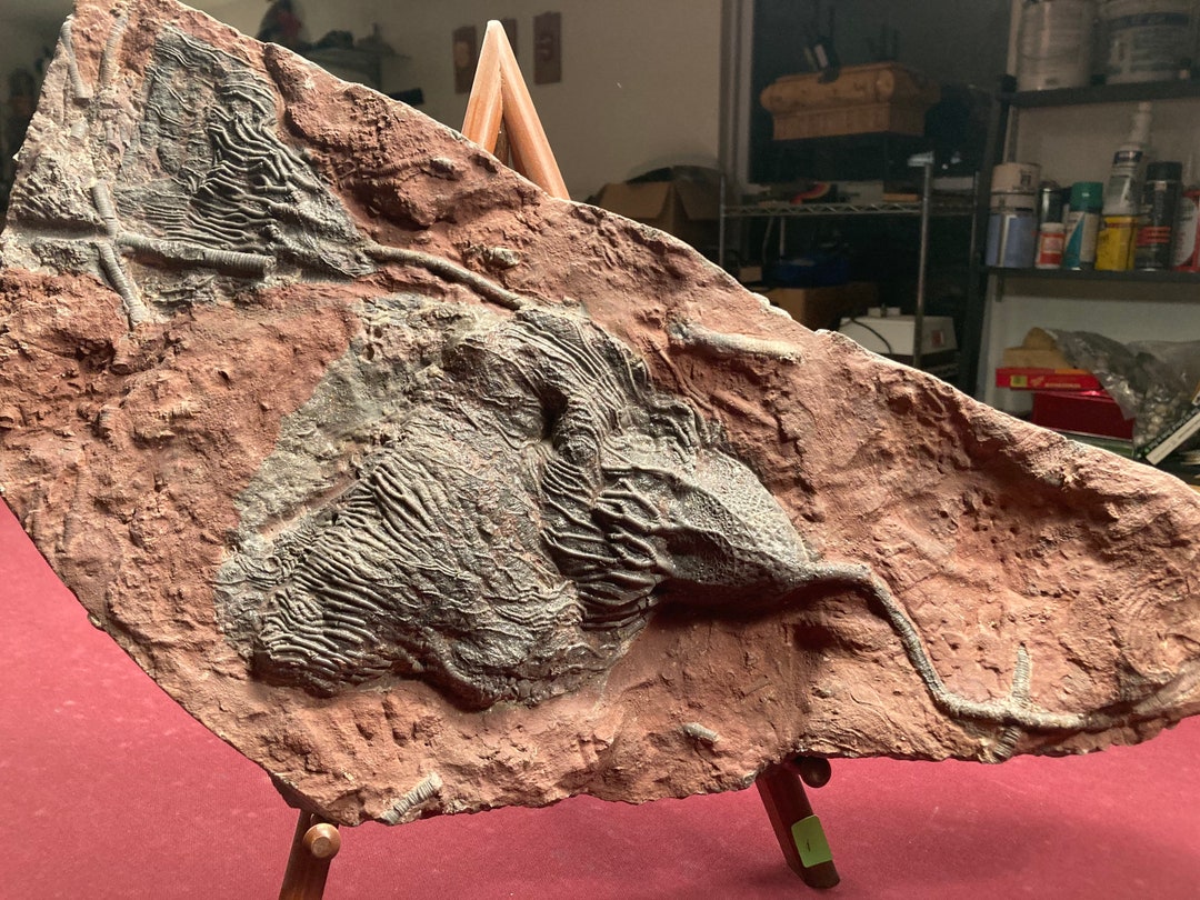 Crinoid Fossil Rock Water Lilly Crinoid Scyphocrinites Mineral - Etsy