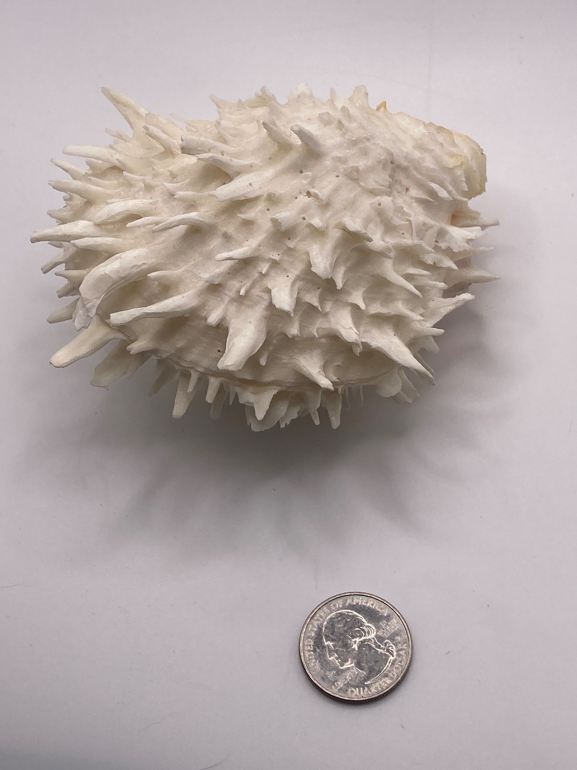 Spiny Oyster Shells, White Oyster, Spiny Red Oyster - Etsy