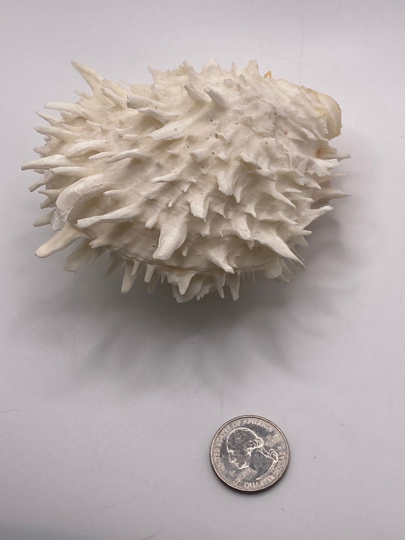 Spiny Oyster Shells White Oyster Spiny Red Oyster Sea Creature Office ...