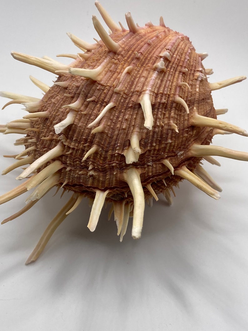 Spiny Oyster Shells, White Oyster, Spiny Red Oyster - Etsy