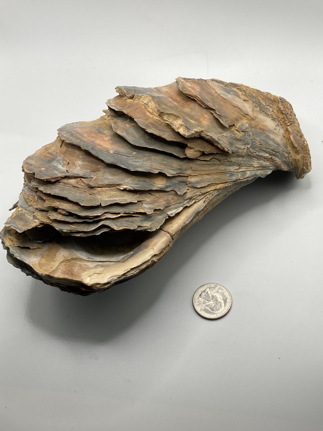 Crassostrea Oyster Fossils: Unique Specimen for Aquarium Decor & Sea ...