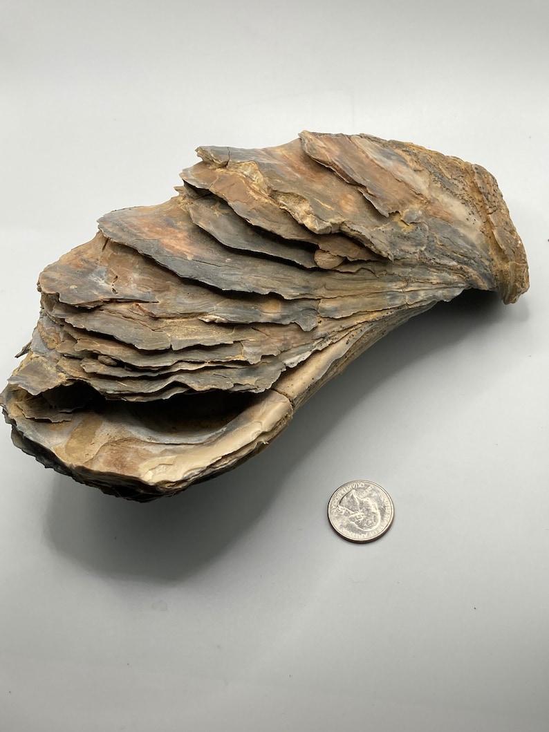 Crassostrea Oyster Fossils - Etsy