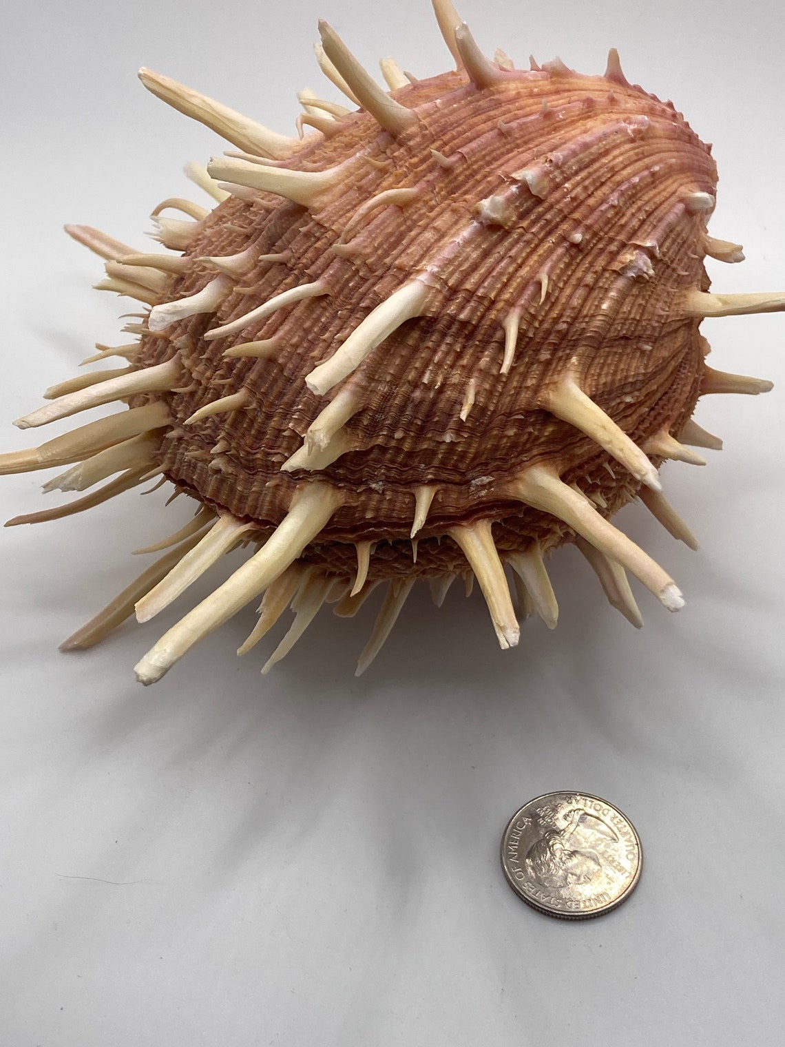 Spiny Oyster Shells, White Oyster, Spiny Red Oyster - Etsy