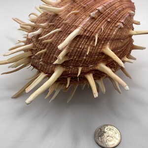 Spiny Oyster Shells White Oyster Spiny Red Oyster Sea Creature Office ...