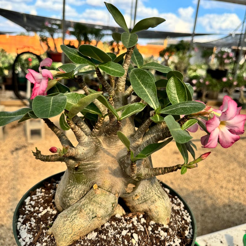 Adenium Arabicum - Etsy