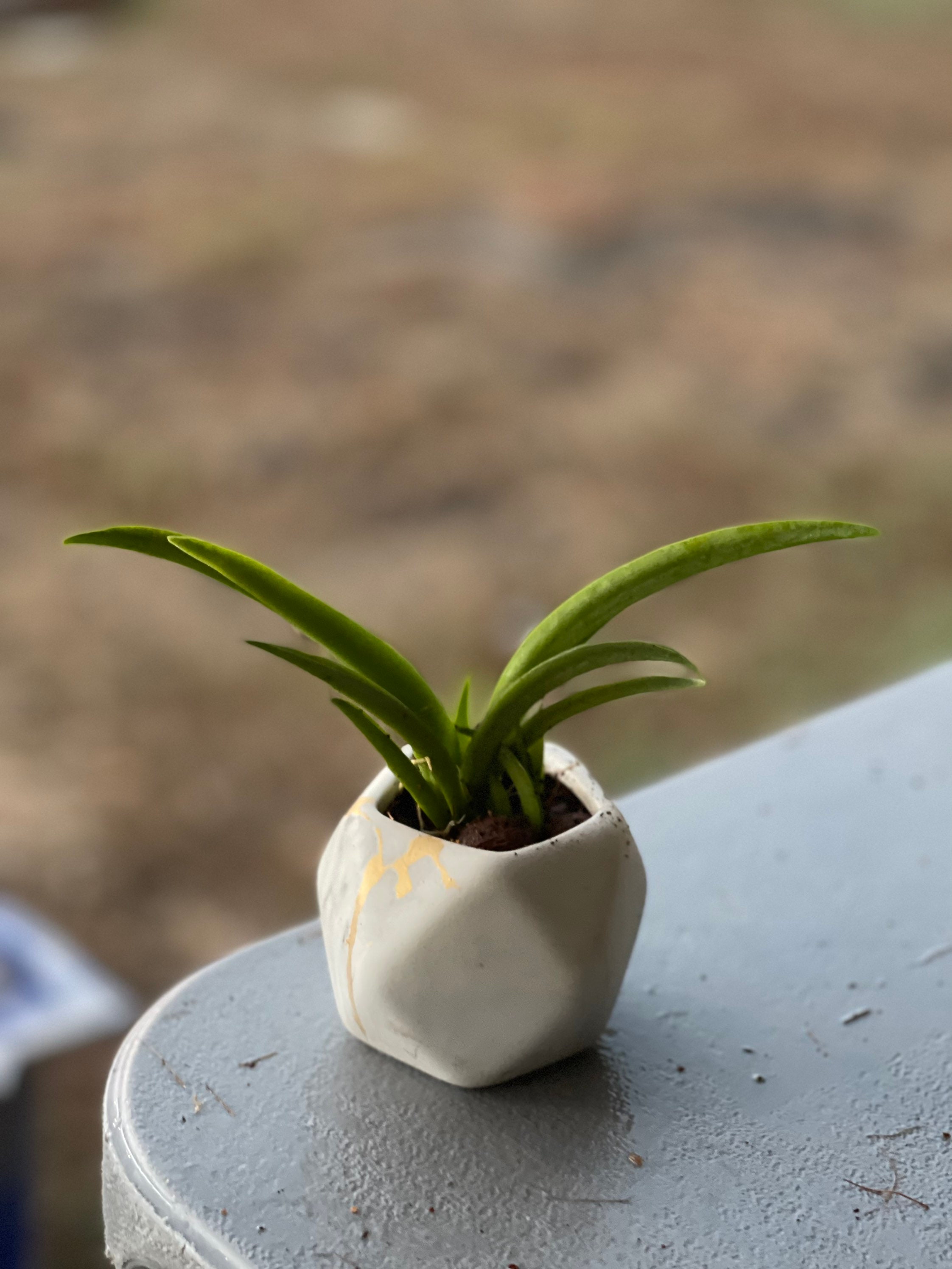 Miniature Orchid Oncidium Tolumnia - Etsy