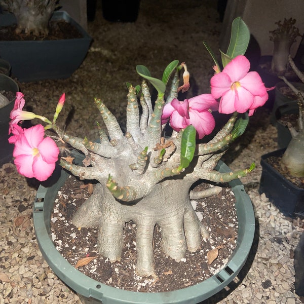 Adenium Arabicum - Etsy