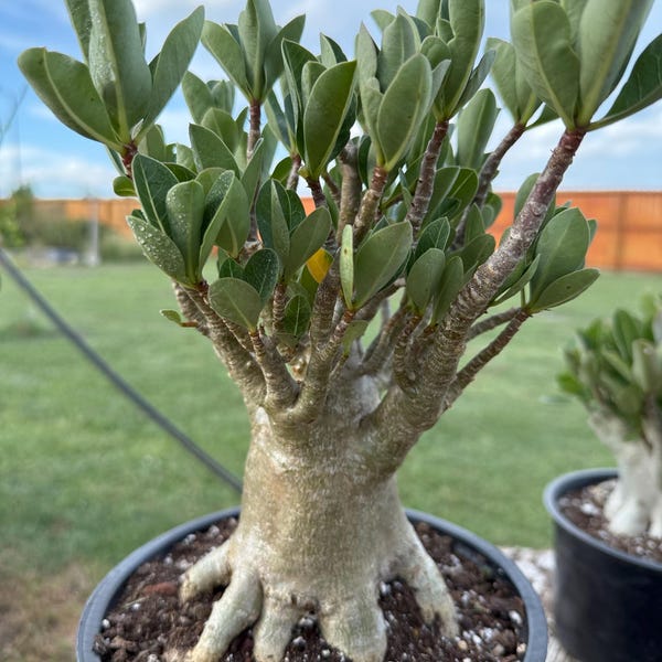 Adenium Arabicum - Etsy