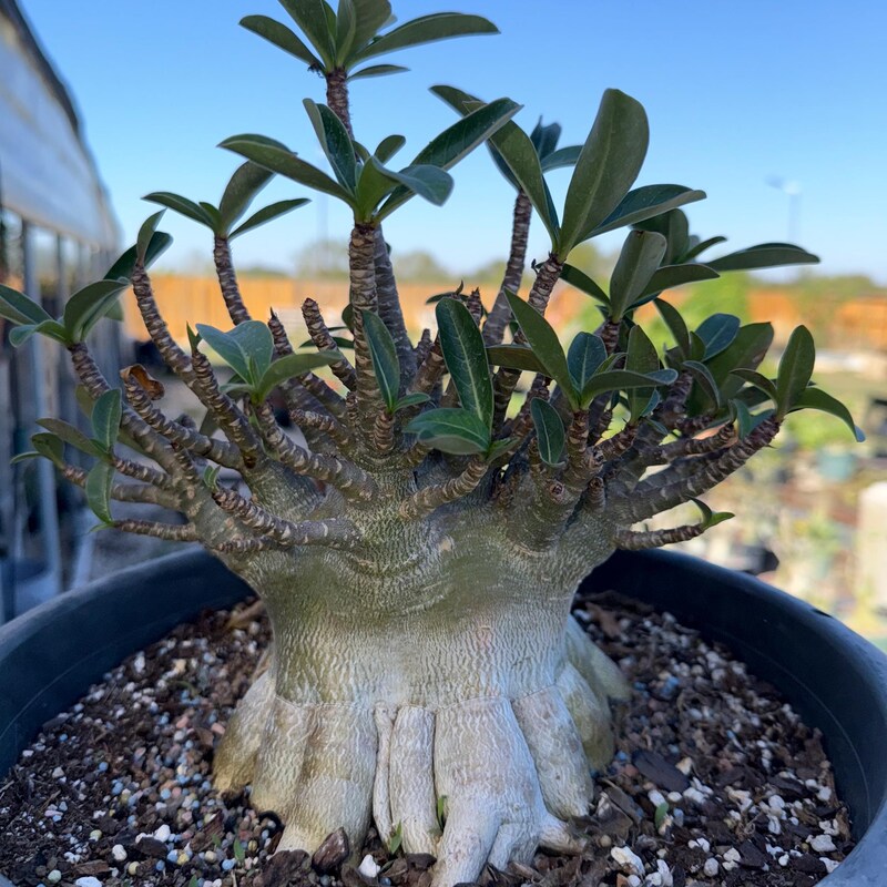 Adenium Arabicum - Etsy