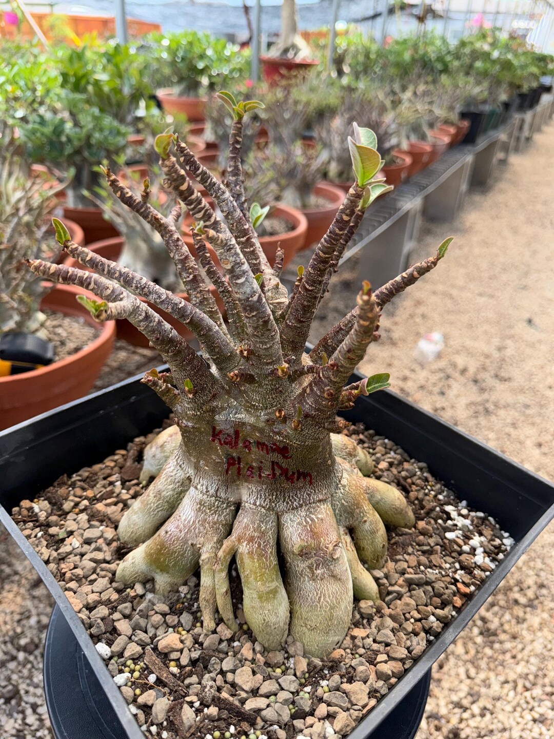 Adenium Kalamae + Plai Dum - Etsy
