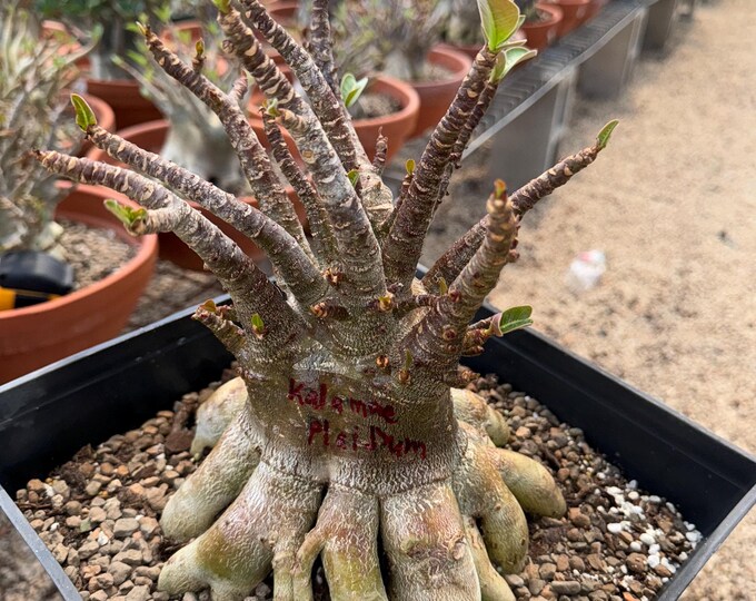 Adenium Kalamae + Plai Dum - Etsy