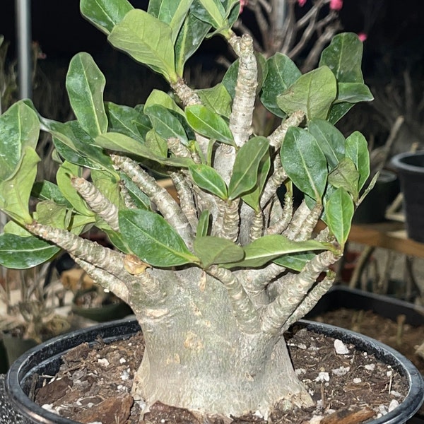 Adenium Arabicum - Etsy