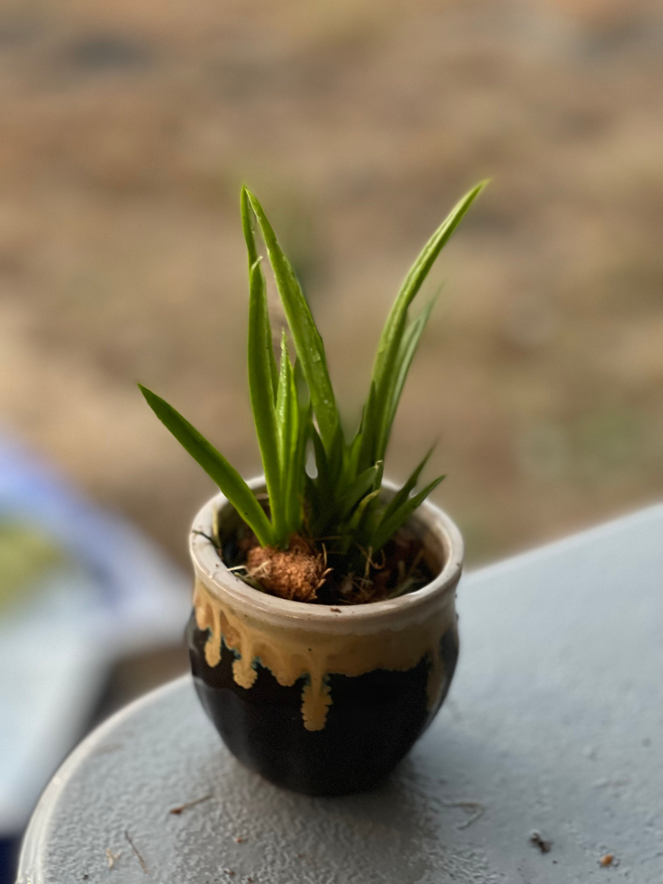 Miniature Orchid Oncidium Tolumnia - Etsy