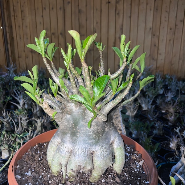 Adenium Arabicum - Etsy