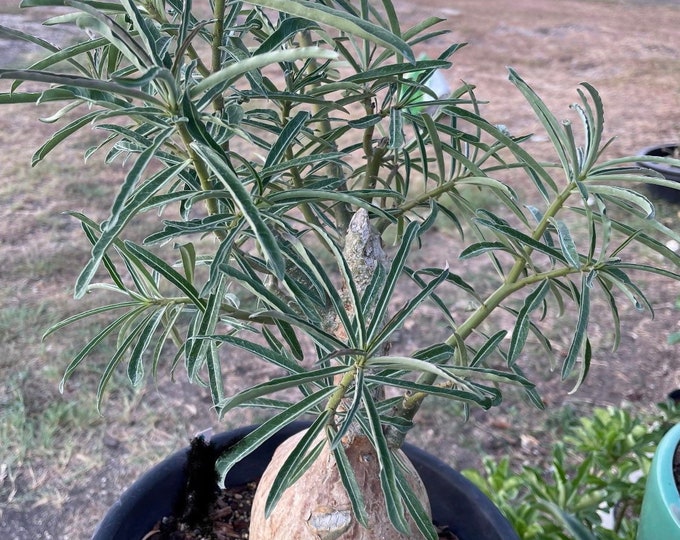 Adenium Somalense Nova Tanzania - Etsy