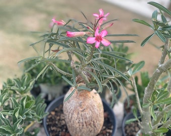 Adenium Somalense Nova Tanzania - Etsy