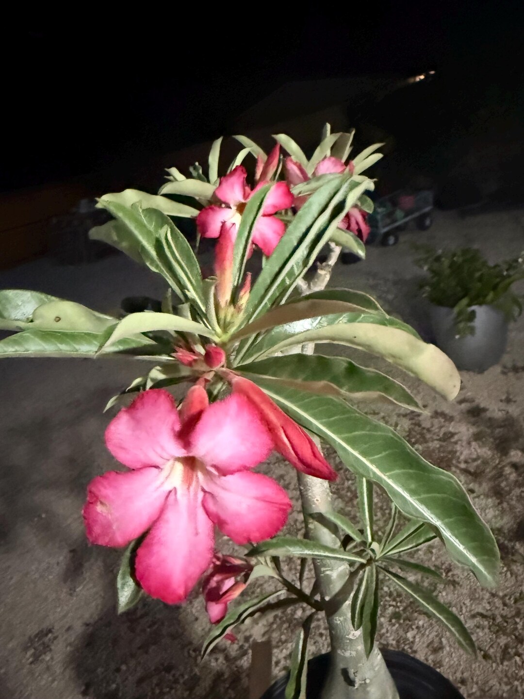 Adenium Anaconda: Pink/red Flower Plant - Etsy
