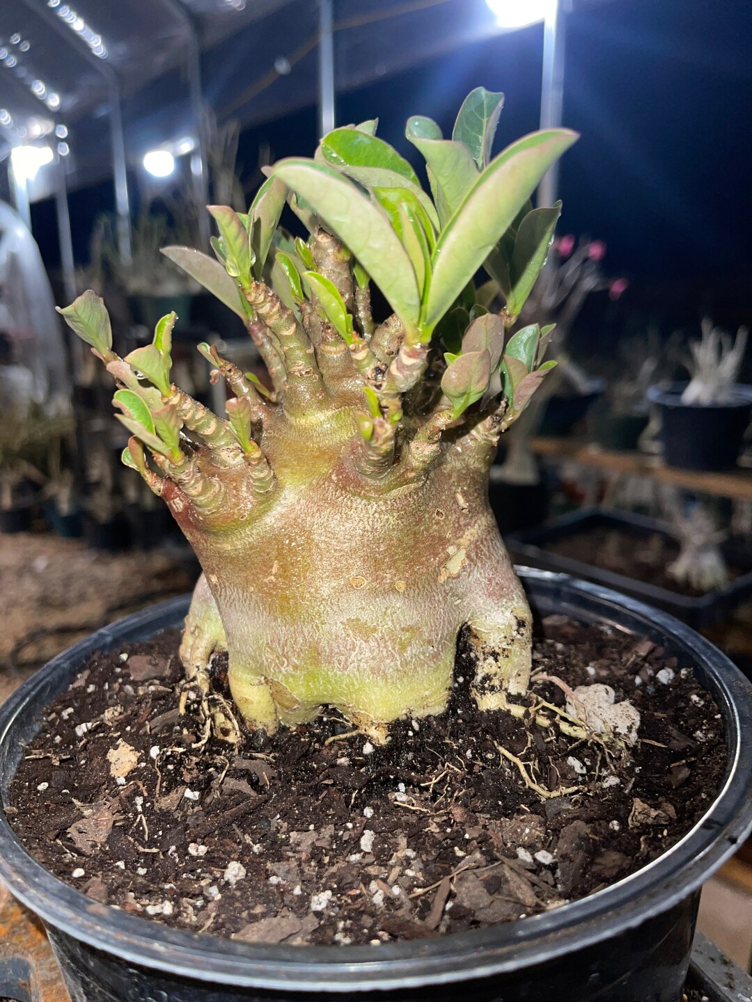 Adenium Kalamae F2 - Etsy