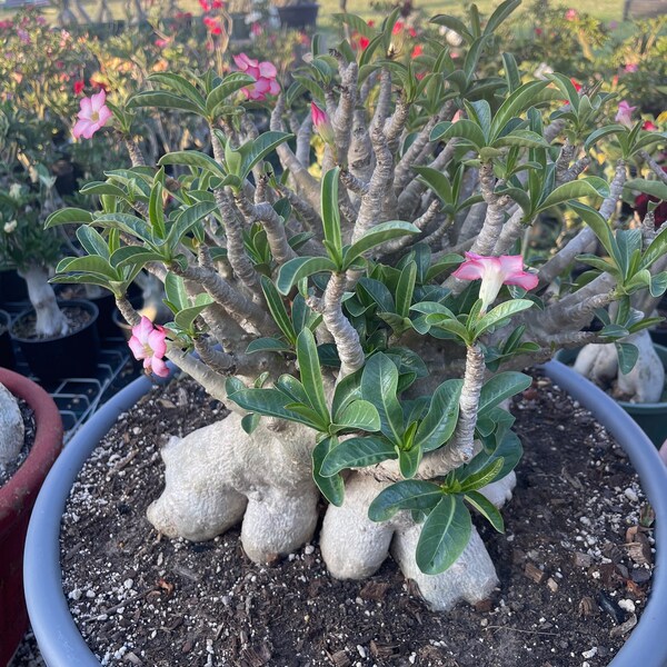 Adenium Arabicum - Etsy