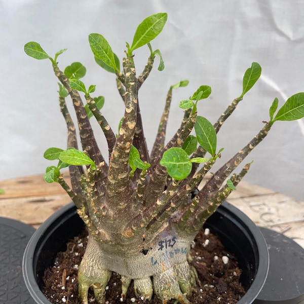 Adenium - Etsy