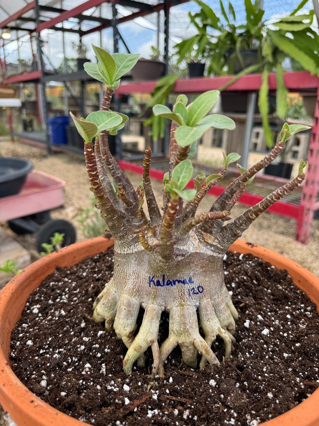 Adenium Kalamae - Etsy