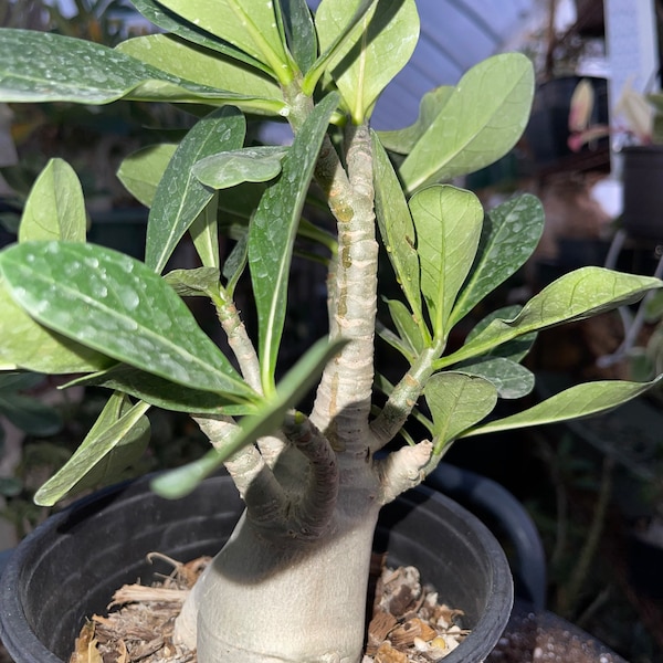 Adenium Arabicum - Etsy