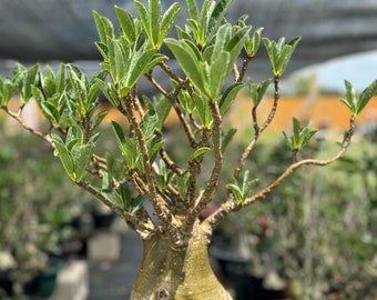 Adenium Arabicum - Etsy