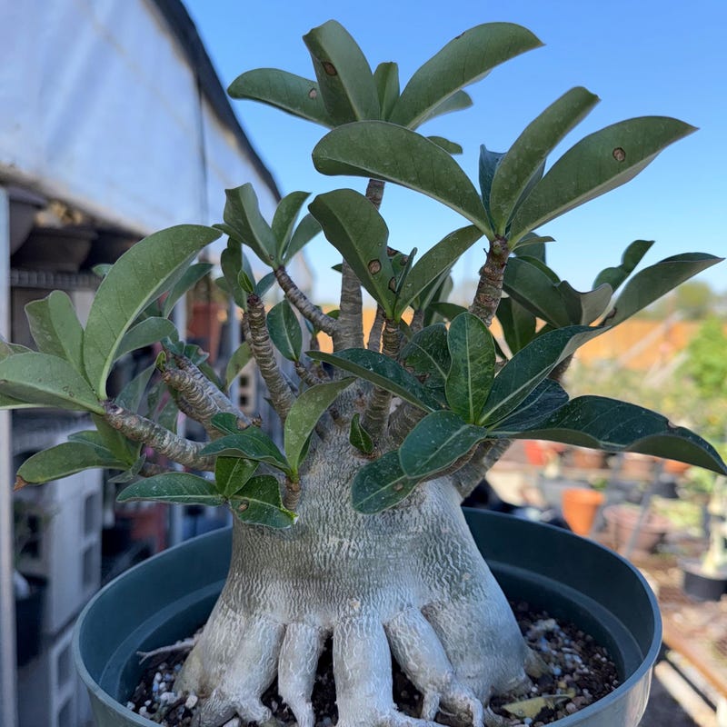 Adenium Arabicum - Etsy