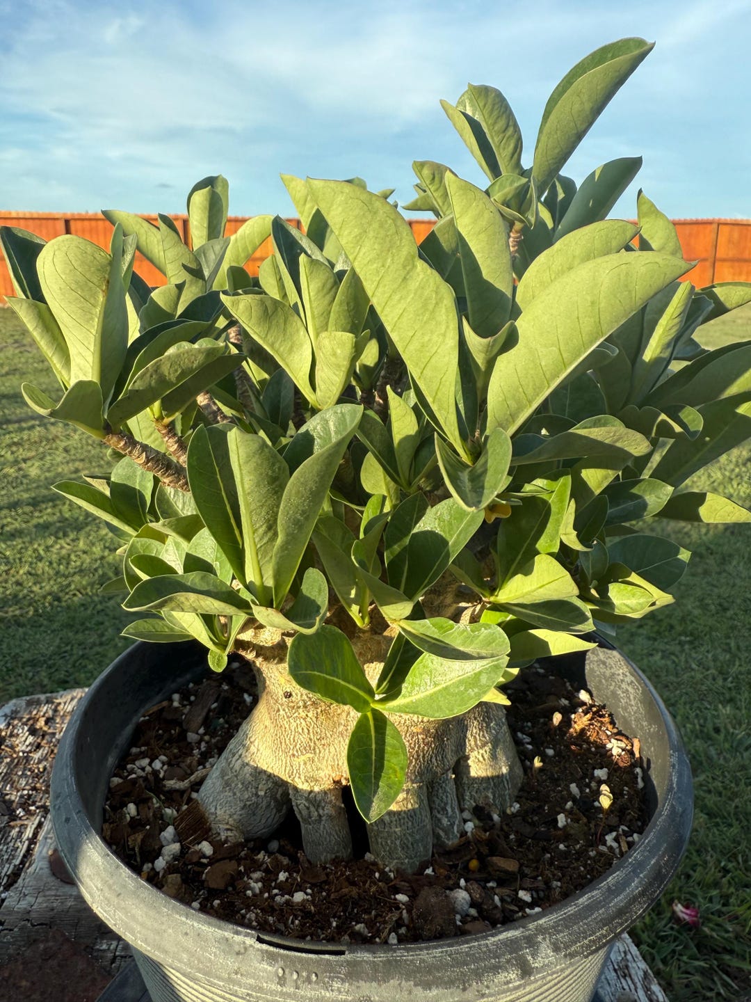 Adenium Kalamae: Pink Flower Root Training - Etsy