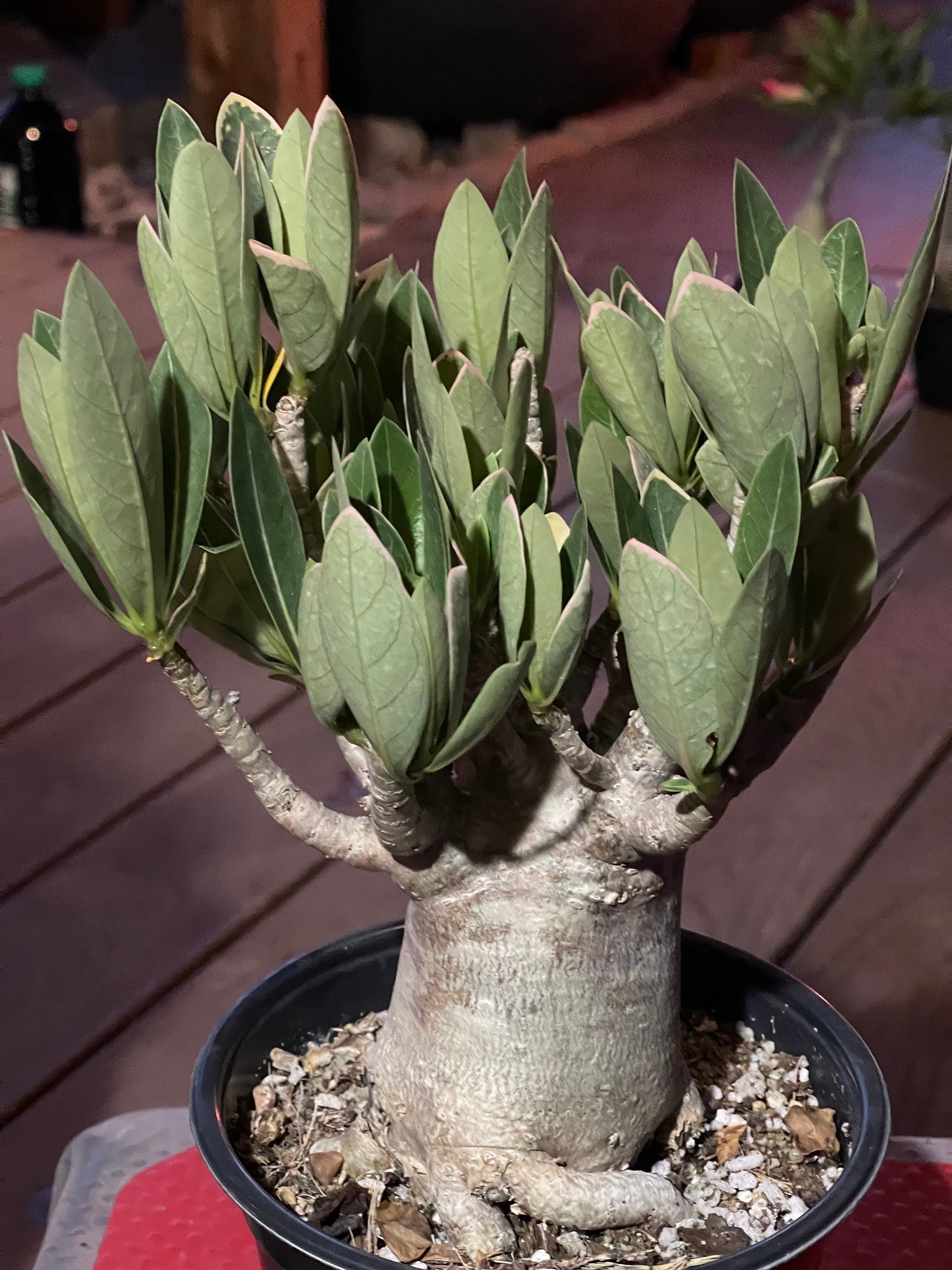Adenium arabicum | Etsy